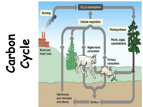 The Carbon Cycle GCSE by awillis1986 - Teaching Resources - Tes The Carbon Cycle GCSE by awillis1986 - Teaching Resources - Tes