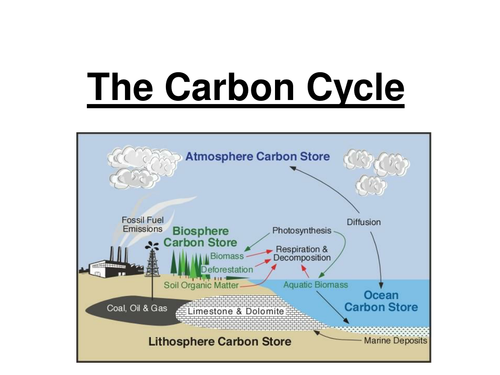 GCSE - Carbon & Nitrogen Cycle by JAM2015 - Teaching Resources - Tes
