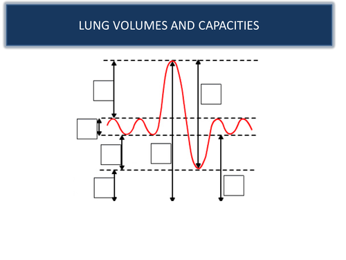 Lung volumes and capacities - interpreting a spirometer trace GCSE PE ...