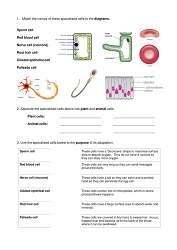 Specialised cells worksheet by alexpce - Teaching Resources - Tes Specialised cells worksheet by alexpce - Teaching Resources - Tes