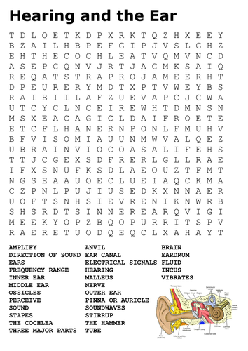 Parts of the ear and how we hear Word Search by sfy773 - Teaching ...