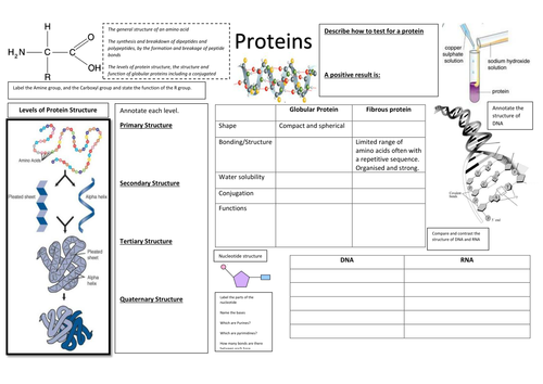 High school biological molecules resources
