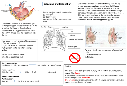 IGCSE Respiration learning mat by kfmr20 - Teaching Resources - Tes