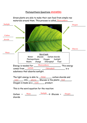 KS3 Rate of Photosynthesis | Teaching Resources