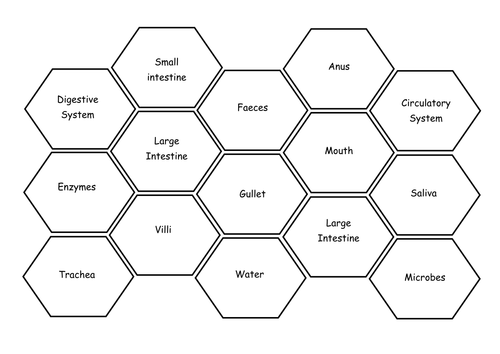Hexagon cards for body systems, fit and healthy and microbes | Teaching ...
