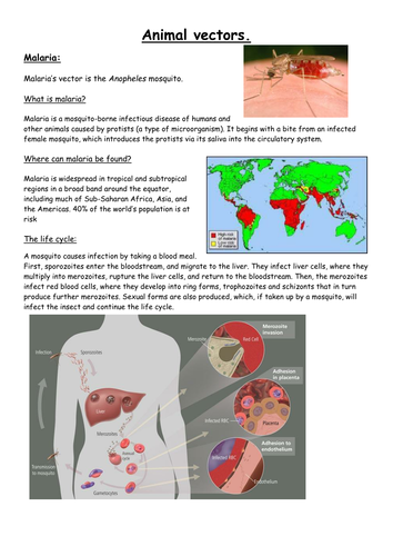 Animal vectors | Teaching Resources