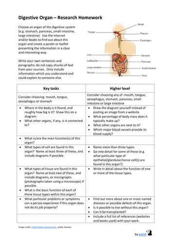 Digestive Organs research task | Teaching Resources