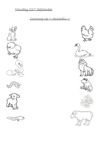 Growing up -Animals | Teaching Resources