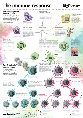 Big Picture: Immune Response Poster | Teaching Resources