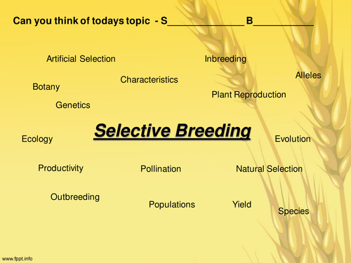 Selective Breeding in Plants | Teaching Resources