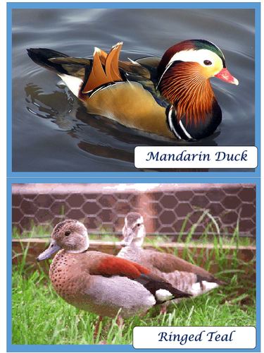 Ducks flashcards | Teaching Resources