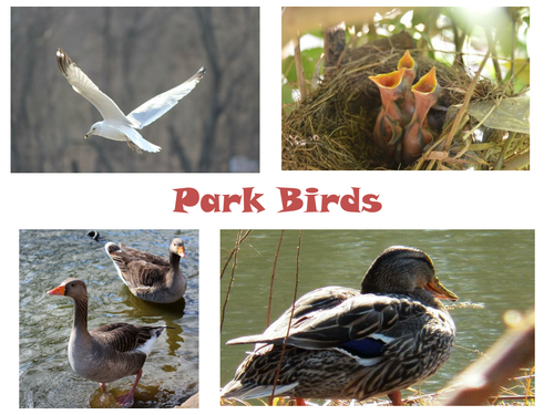 30 Photos Of Park Birds | Teaching Resources