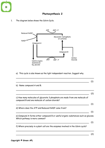 Photosynthesis by greenAPL - Teaching Resources - Tes