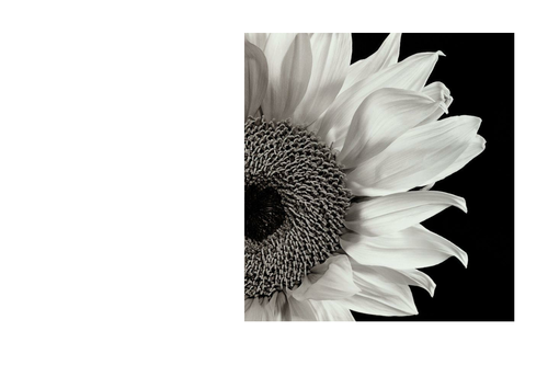 Sunflower Symmetry: Complete the Picture | Teaching Resources
