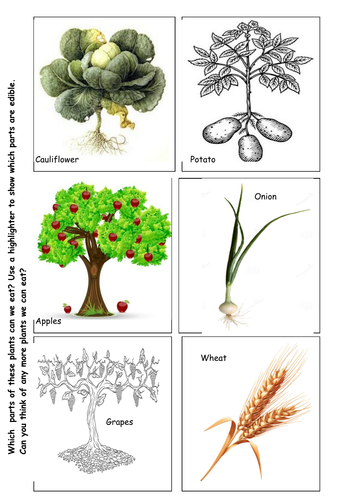 Label the parts of a plant that you can eat by nabcab1 - Teaching ...