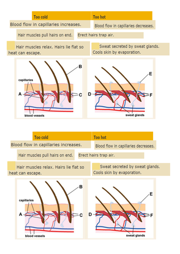 Homeostasis | Teaching Resources Homeostasis | Teaching Resources