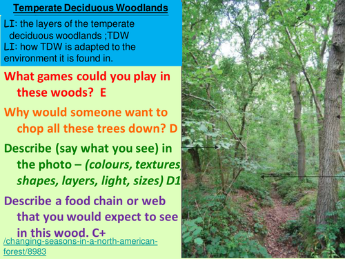 temperate deciduous forests | Teaching Resources