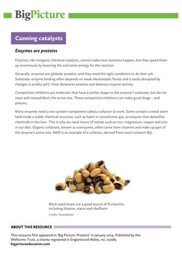 Enzymes as biological catalysts information sheet | Teaching Resources