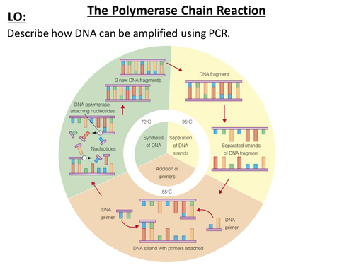 Polymerase Chain Reaction | Teaching Resources Polymerase Chain Reaction | Teaching Resources