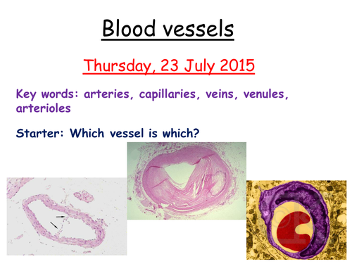 Blood vessels | Teaching Resources
