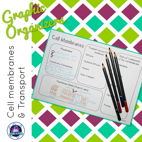Cell membranes & Transport Graphic Organizers | Teaching Resources