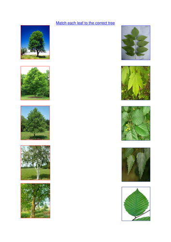 Forest School (Flora/Froma) Match leaf to tree/ Woodland Animals by ...