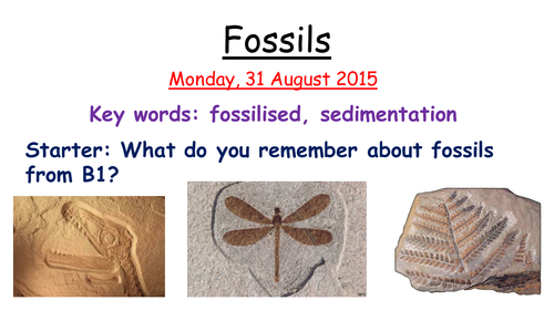 Fossils and the fossil record | Teaching Resources
