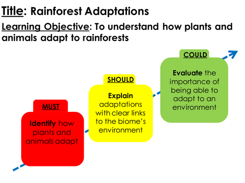 Rainforest Animal Adaptations Lesson | Teaching Resources