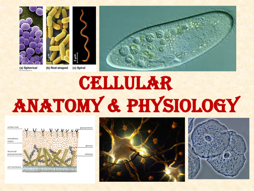 MEGA CELL BUNDLE: Prokayotes Eukaryotes, Power Points, Worksheets ...