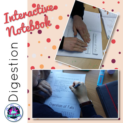 Digestion Interactive Notebook | Teaching Resources