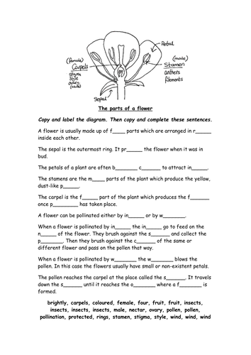 Parts of a Flower | Teaching Resources