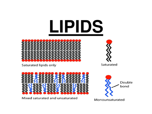 AS BIOLOGY Lipids ppt & Notes Resource | Teaching Resources