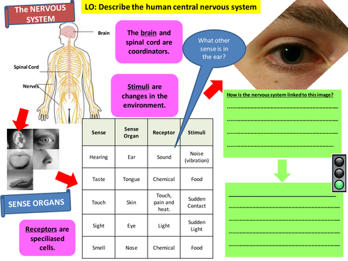 Homeostasis - Nervous and Hormonal Systems | Teaching Resources