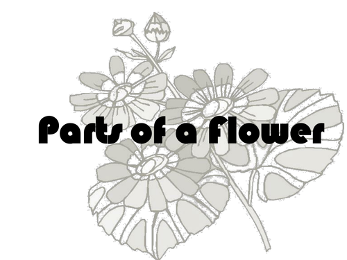 parts-of-a-flower-lesson-teaching-resources