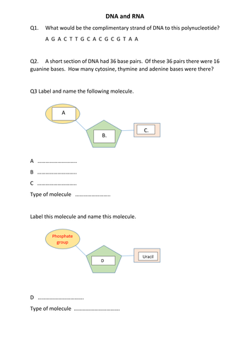 From 2015 AS Biology - Biological molecules - DNA and RNA | Teaching ...