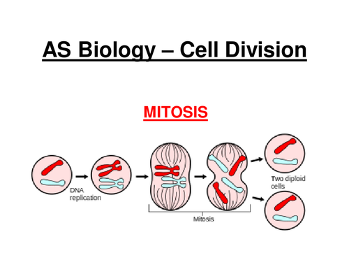 New AQA AS Biology - Cell Division (Mitosis) | Teaching Resources