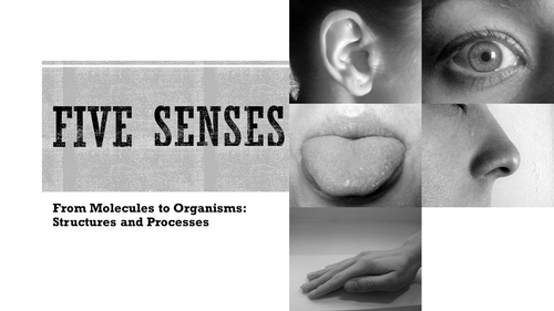Science - EYFS / KS1-The Five Senses by - UK Teaching Resources - TES