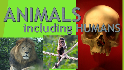 Animals including Humans by greenAPL - Teaching Resources - Tes