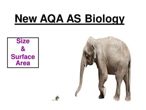 New AQA AS Biology - Size & Surface Area | Teaching Resources