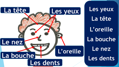 Le corps / Parts of the body RESOURCE PACK | Teaching Resources