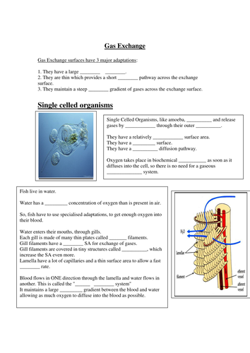 New AQA AS Biology - SA:V & Gas Exchange Worksheets | Teaching Resources