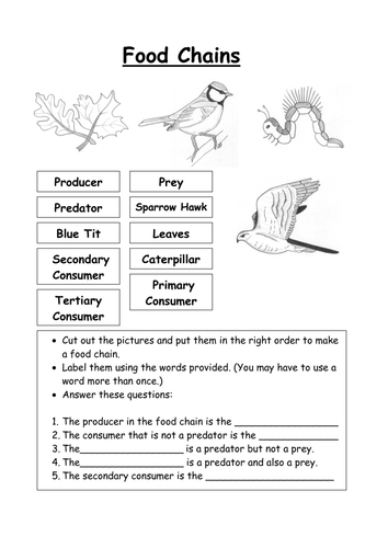 Food Chains | Teaching Resources