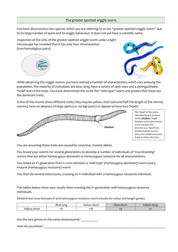 Gene Linkage Worksheet