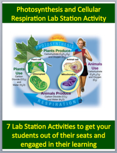 lab bench cellular respiration answers