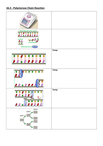 Polymerase Chain Reaction (PCR) AQA A Level | Teaching Resources