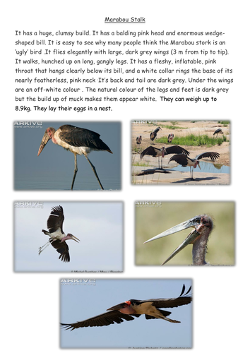 Compare and contrast these 2 birds using a range of openers | Teaching ...