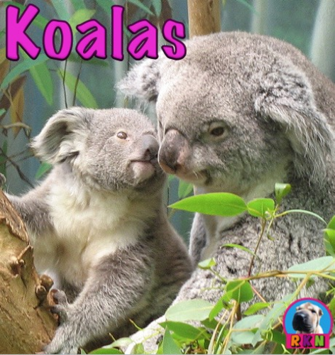 Koala Bears - PowerPoint & Activities | Teaching Resources