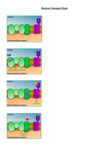Electron Transport Chain AQA A Level | Teaching Resources