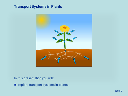 KS3 Biology - Water transport in plants by GANESHBIO - Teaching ...