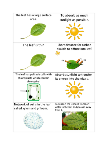 Photosynthesis Adaptation Card Sort by sheepie55 - Teaching Resources - Tes